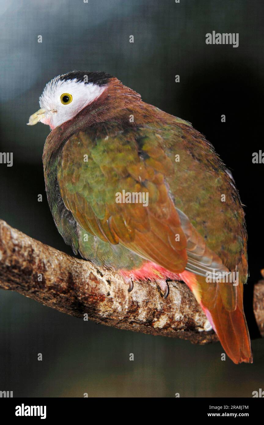 Black-naped fruit dove (Ptilinopus melanospilus), male, Black-capped ...