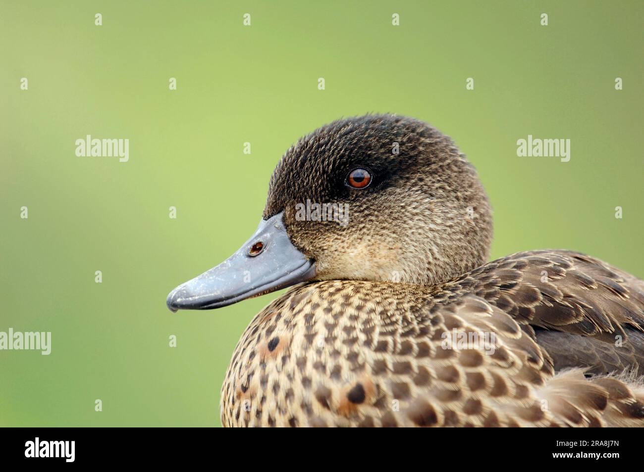 Chestnut Teal, female (Anas castanea), side, profile Stock Photo - Alamy