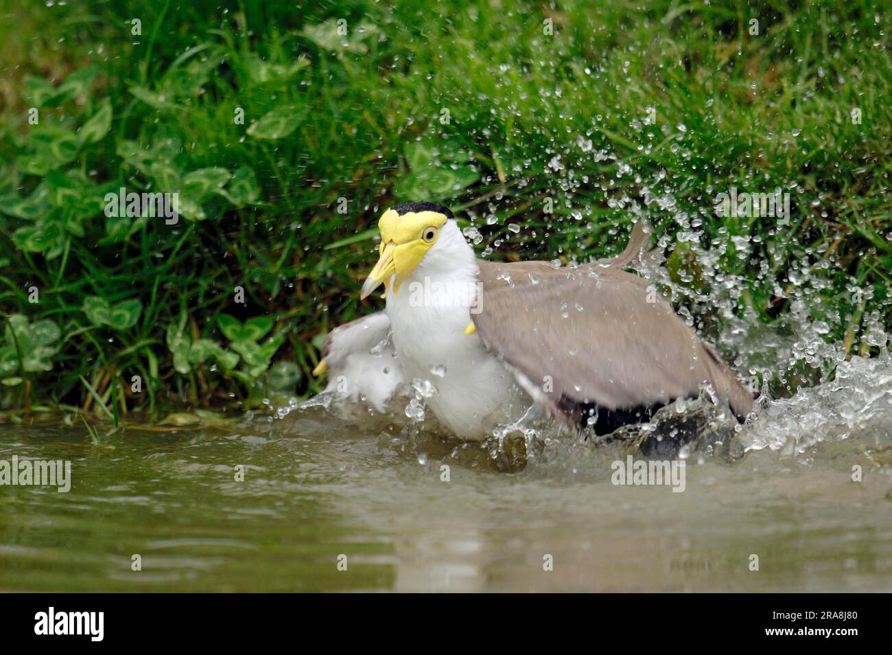 Masked plover in australia hi-res stock photography and images - Alamy
