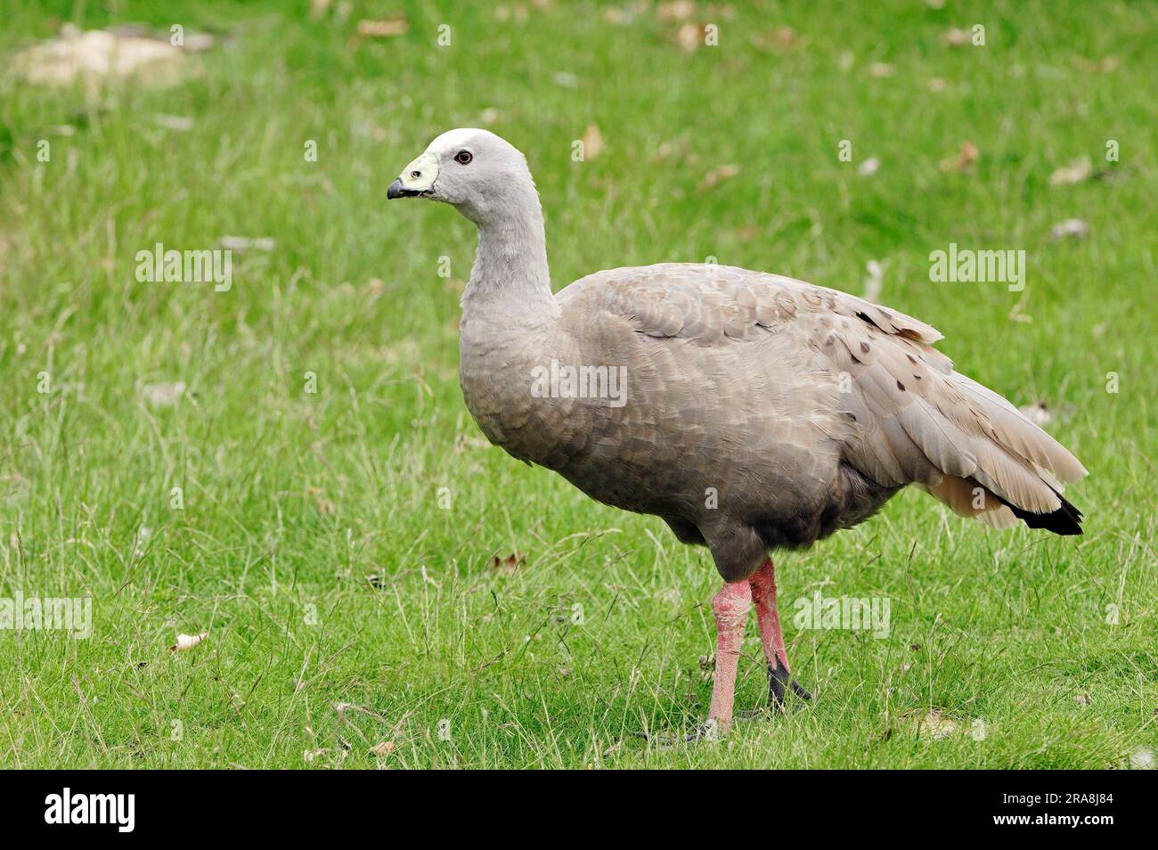 Cape Barren Goose (Cereopsis novaehollandiae), Cereopsis Goose, side ...