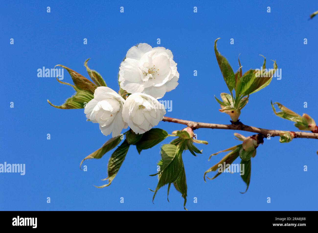 Cherry (Prunus avium) 'Plena', blossoms Stock Photo - Alamy