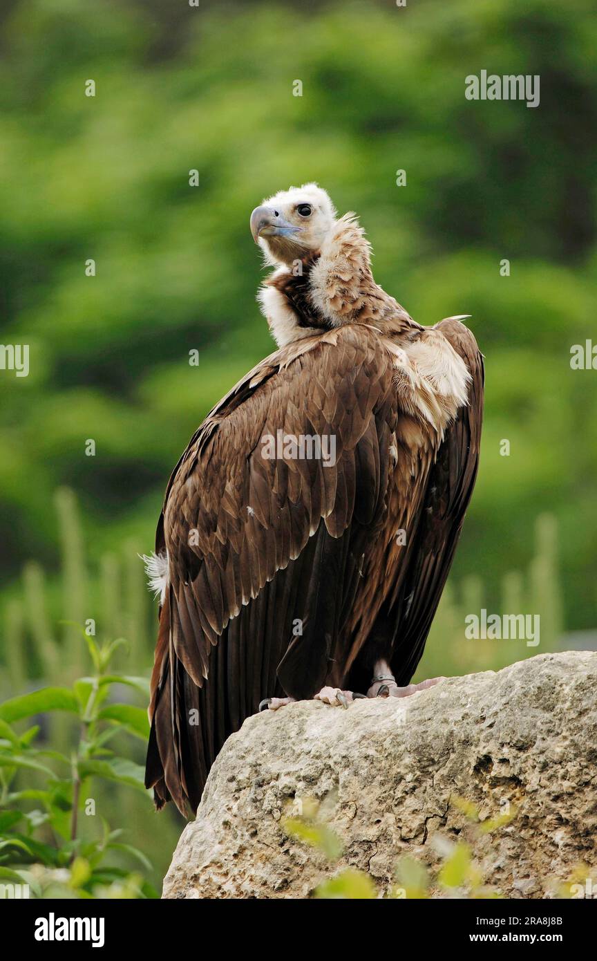 European Black Vulture (Aegypius monachus Stock Photo - Alamy