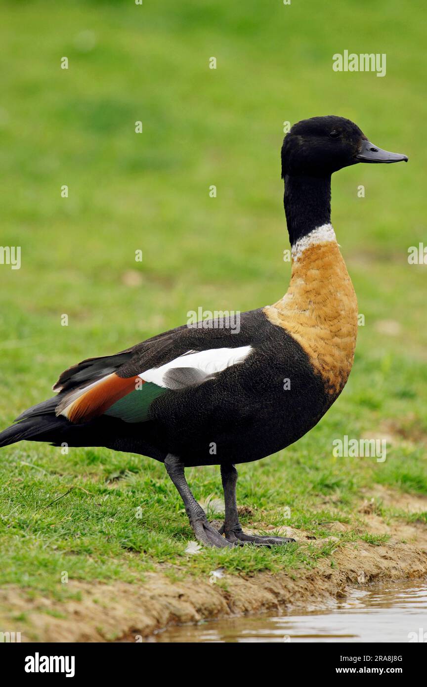 Australian Shelduck (Tadorna tadornoides), male (Casarca tadornoides ...