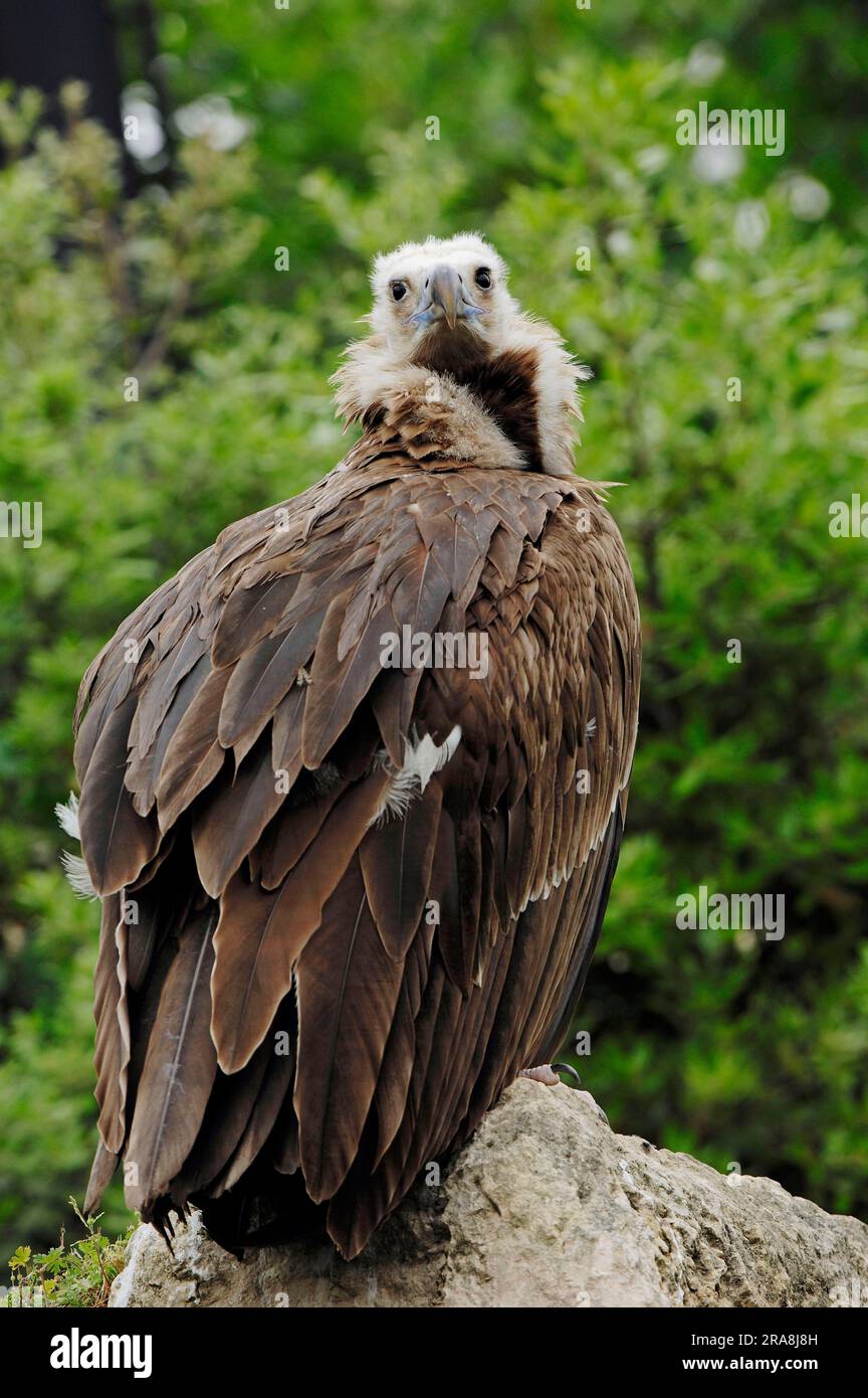 Black vulture european hi-res stock photography and images - Alamy