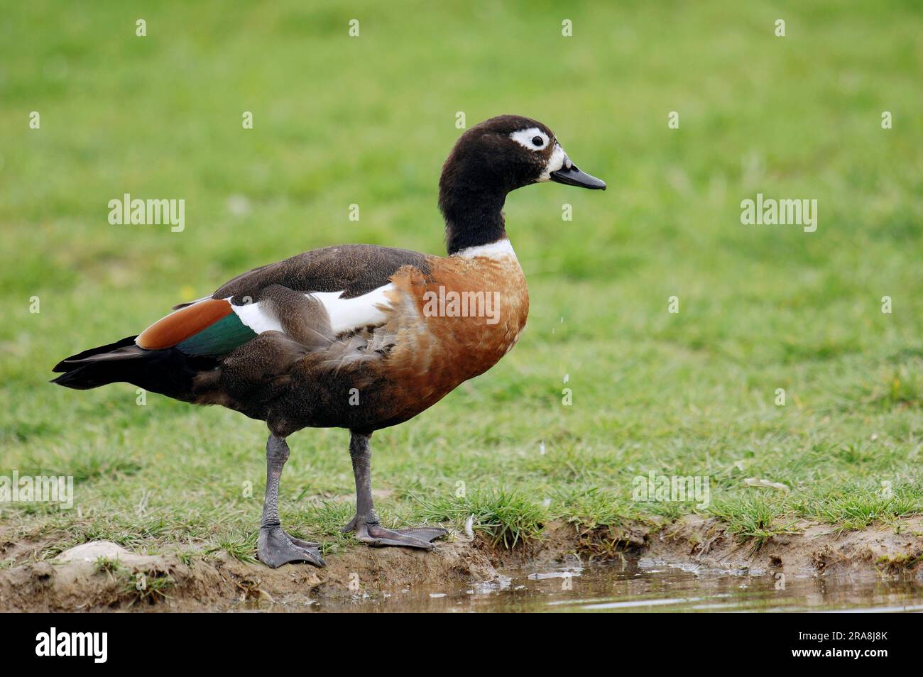 Female australian shelduck hi-res stock photography and images - Alamy