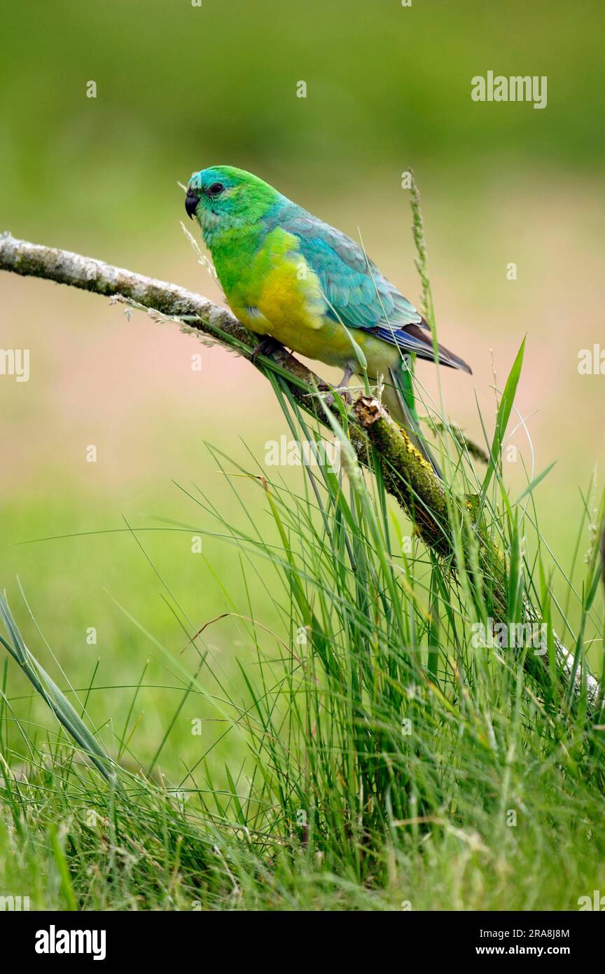 Red-rumped Parrot (Psephotus haematonotus), male Stock Photo - Alamy