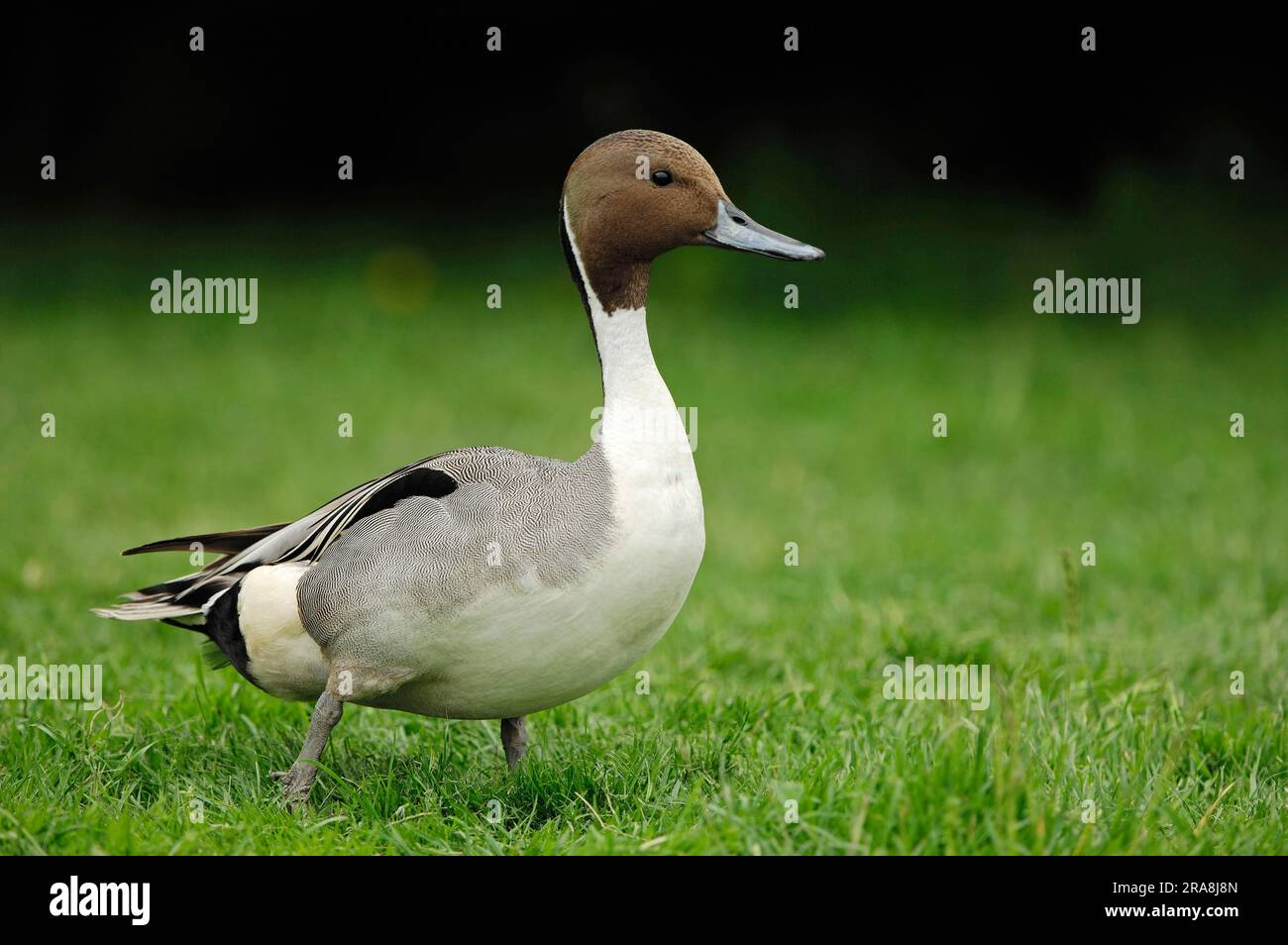 Pintail (Anas acuta), male, drake, sideways Stock Photo - Alamy