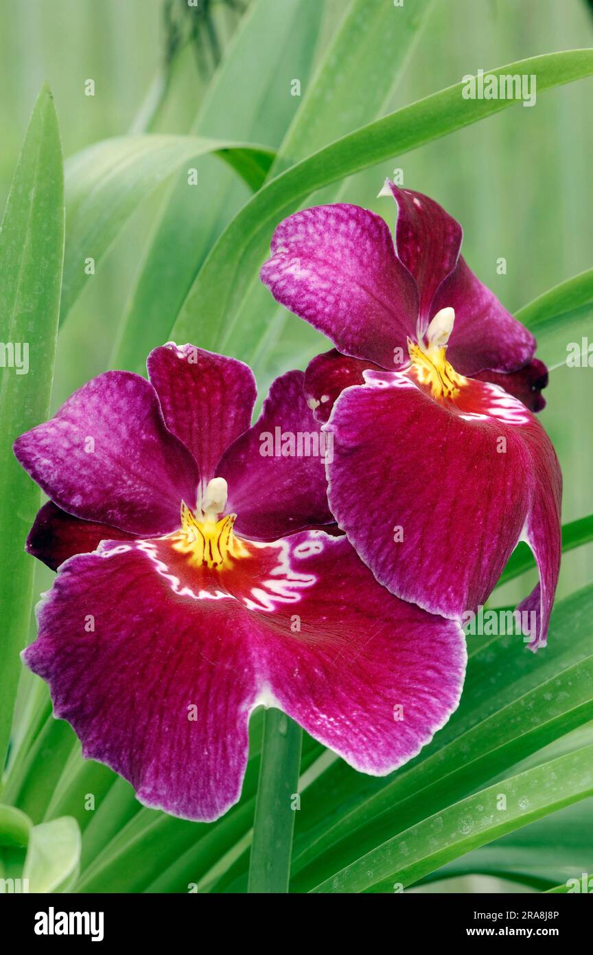 Miltonia flower hi-res stock photography and images - Alamy