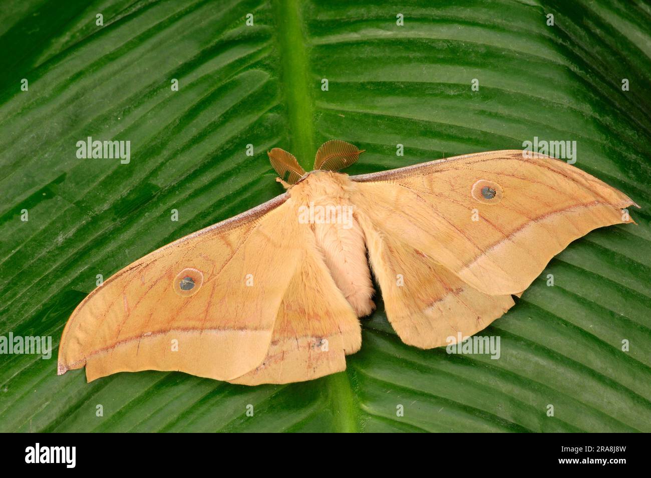 Chinese tasar moth (Antheraea pernyi), Chinese tussah moth, Chinese ...