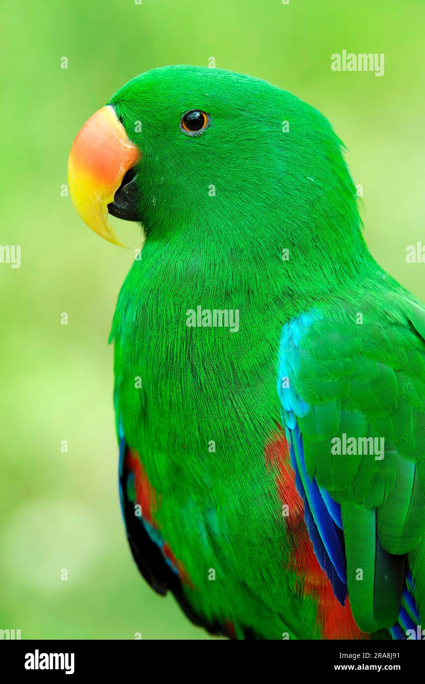 New Guinea Red-sided Eclectus Parrot (Eclectus roratus polychloros ...