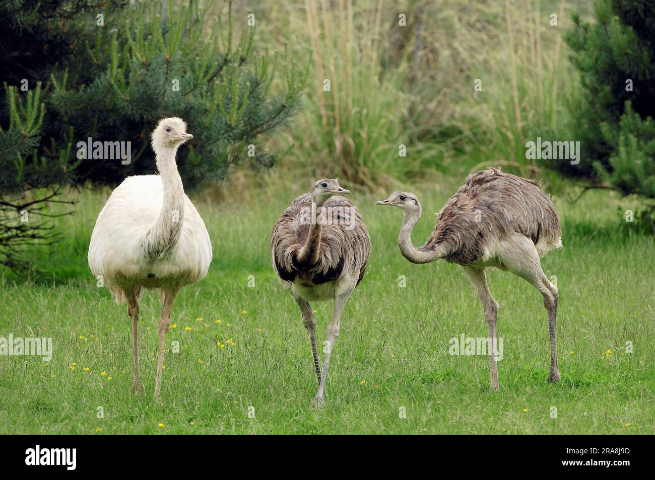 American greater rhea (Rhea americana), Greater Rhea, Common Rhea Stock Photo - Alamy