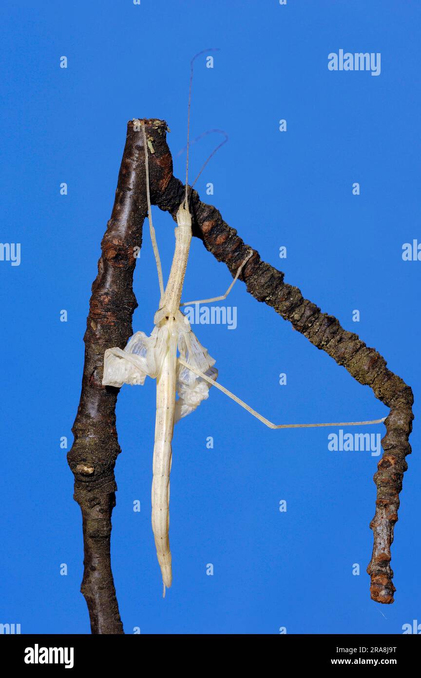 Winged pink winged stick insect (Sipyloidea sipylus), moulting, stick ...