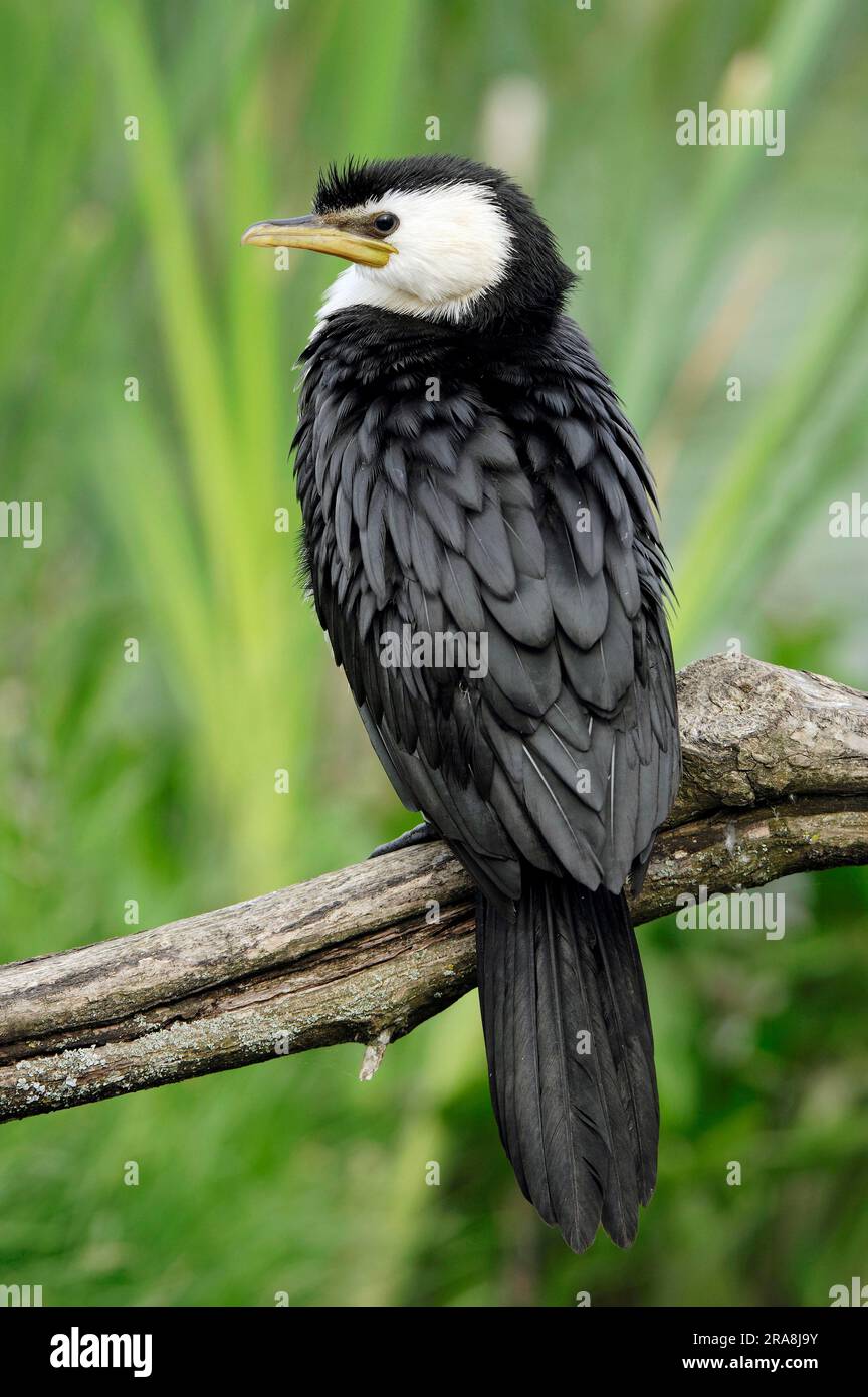 Australian shag hi-res stock photography and images - Alamy
