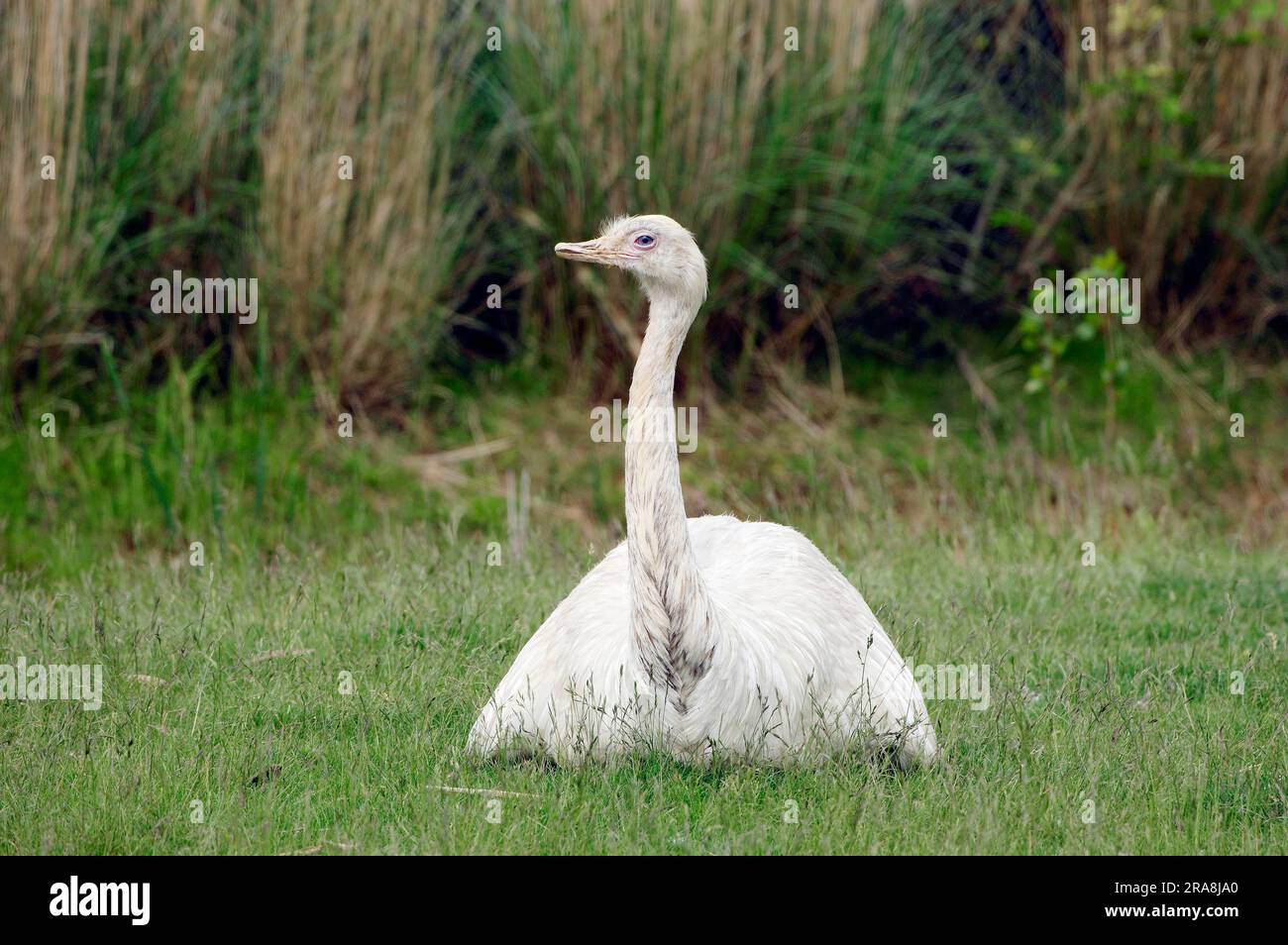 American greater rhea (Rhea americana), Greater Rhea, Common Rhea Stock ...