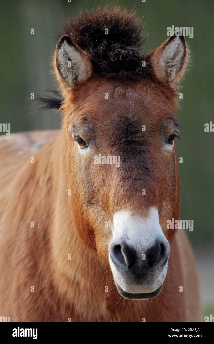 Przewalski's Wild Horse (Equus przewalskii) (Equus ferus przewalski ...