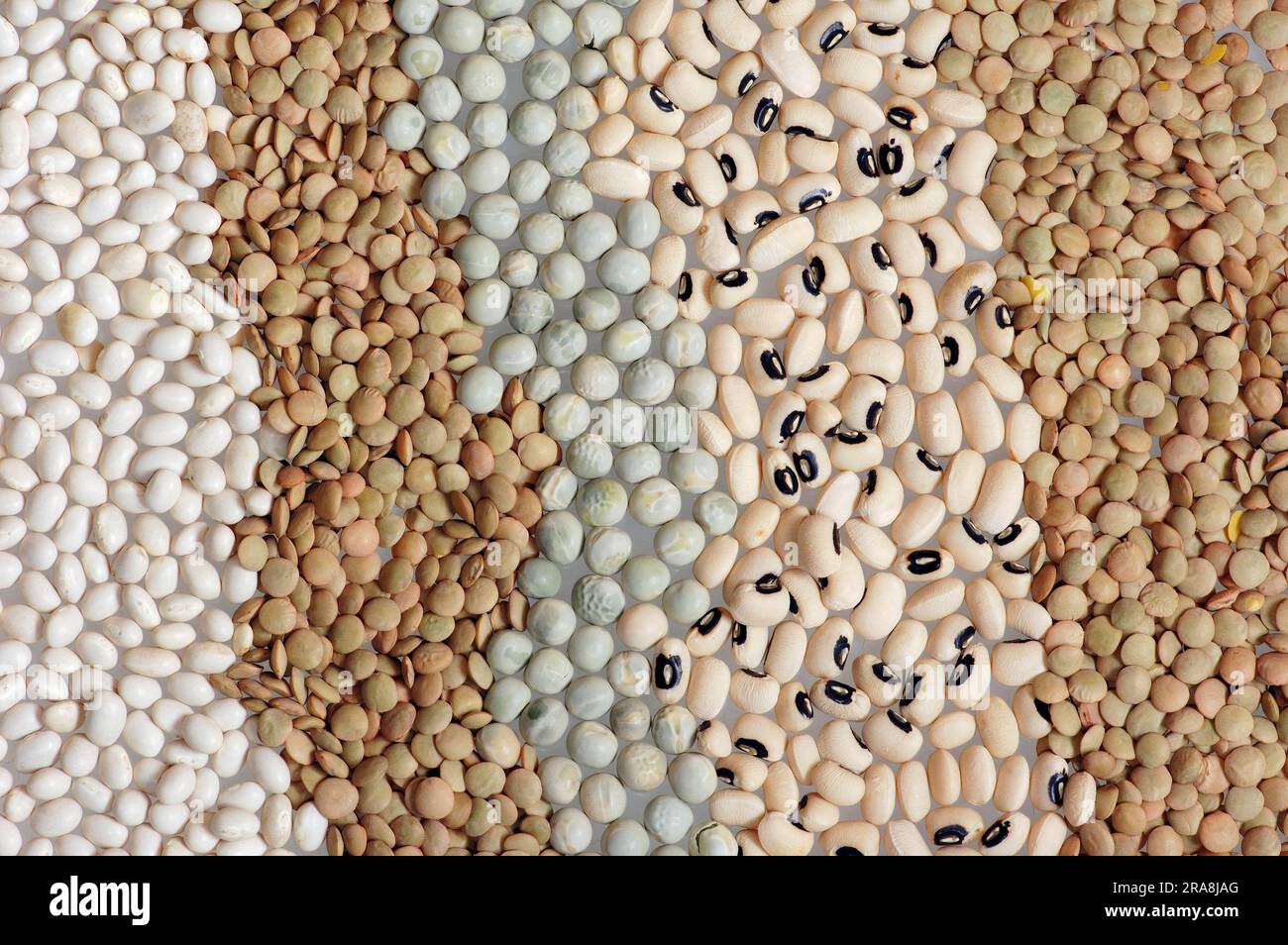 Brown lentils (Lens esculenta), white common bean (Phaseolus vulgaris ...