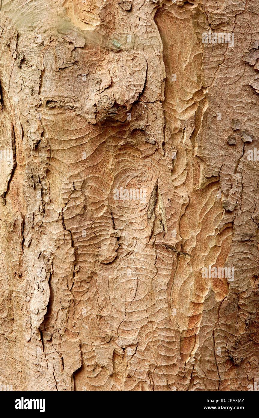 Plane tree bark, sycamore maple (Acer pseudoplatanus), Germany Stock ...