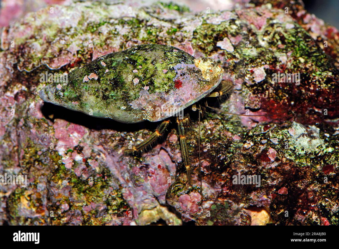 Diogenidae hi-res stock photography and images - Alamy