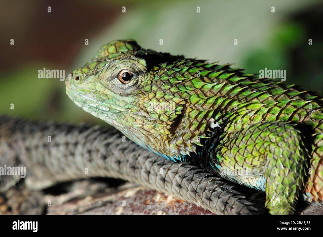 Green Spiny Lizard (Sceloporus malachiticus), male, Emerald Swift Stock ...