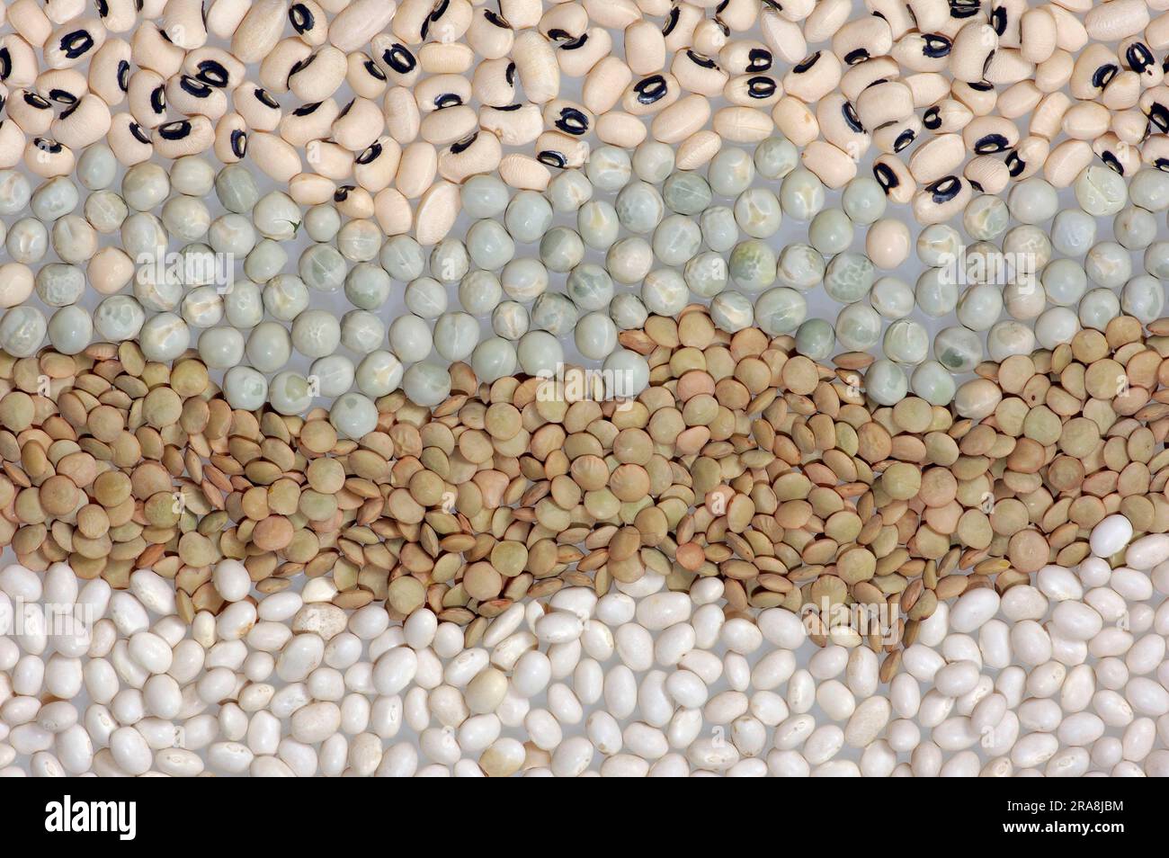 Brown lentils (Lens esculenta), white common bean (Phaseolus vulgaris ...