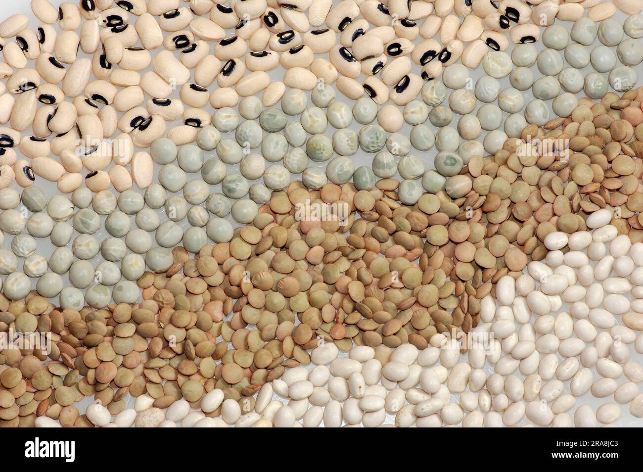 Brown Lentils (Lens esculenta), White Beans (Vigna unguiculata ...