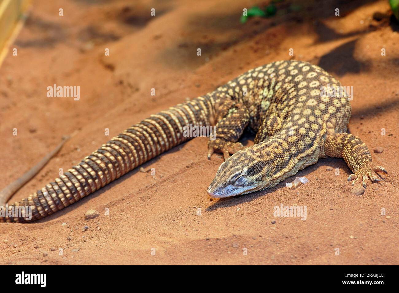 Ridge-tailed Monitor, Spiny-tailed Monitor (Varanus acanthurus Stock Photo - Alamy