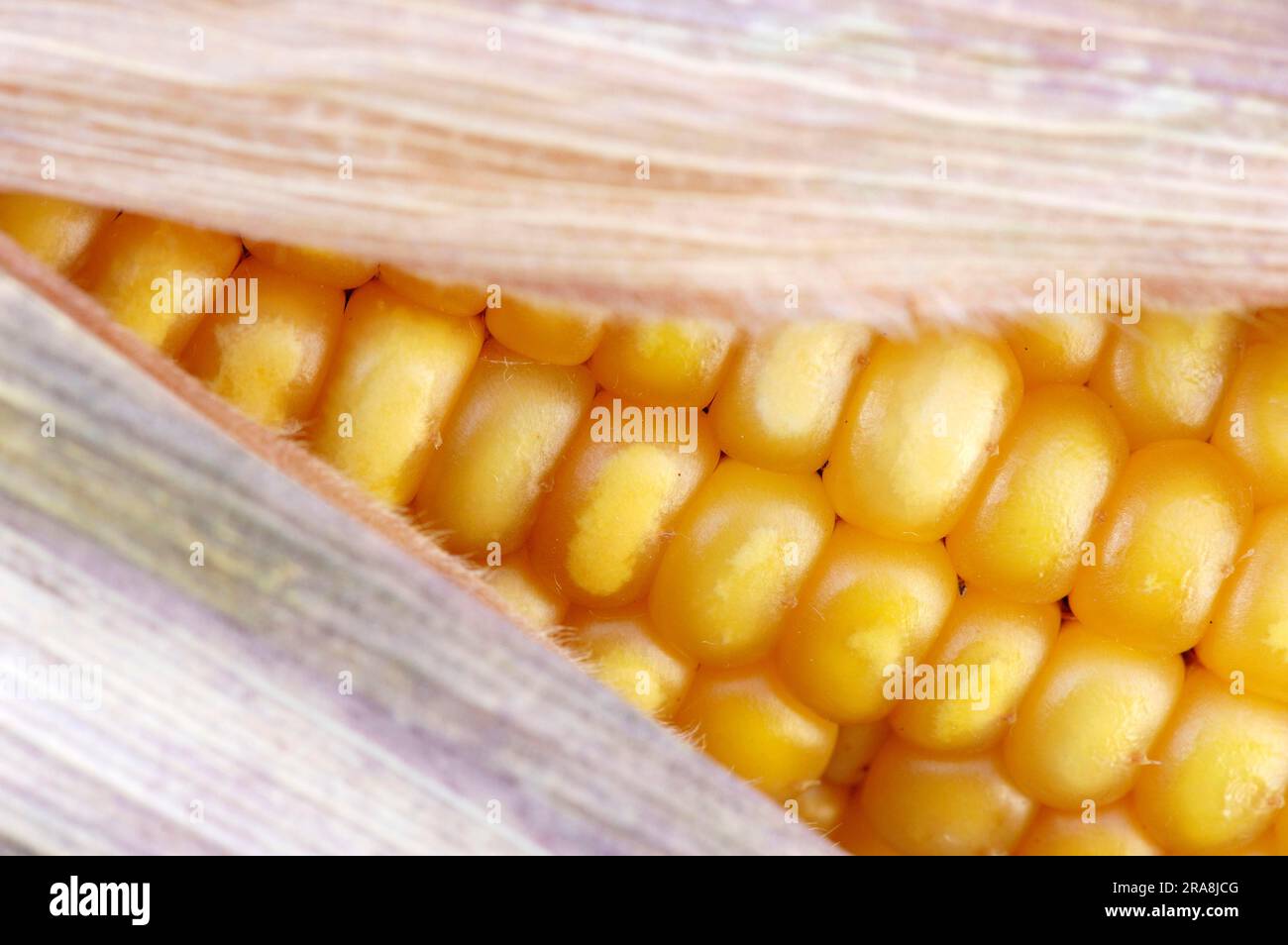 Maize seed head hi-res stock photography and images - Alamy