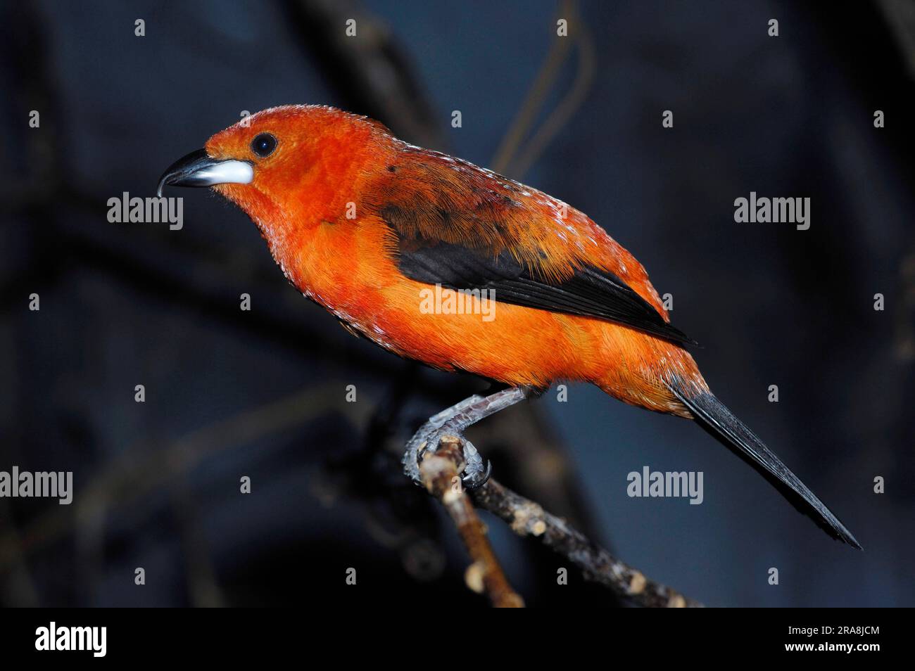 Brazilian Tanager (Ramphocelus bresilius), male, side Stock Photo - Alamy