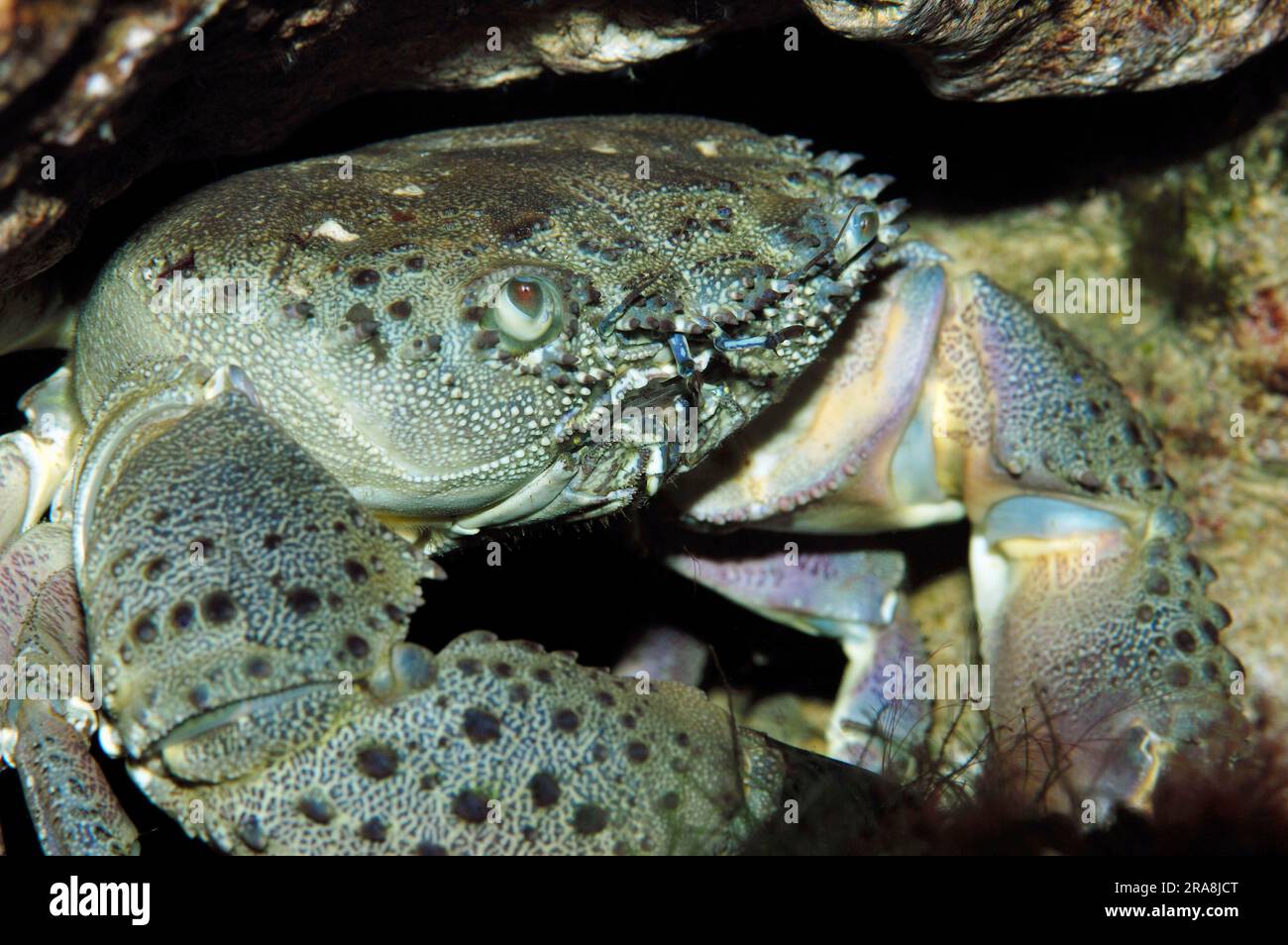 Warty crab eriphia verrucosa hi-res stock photography and images - Alamy