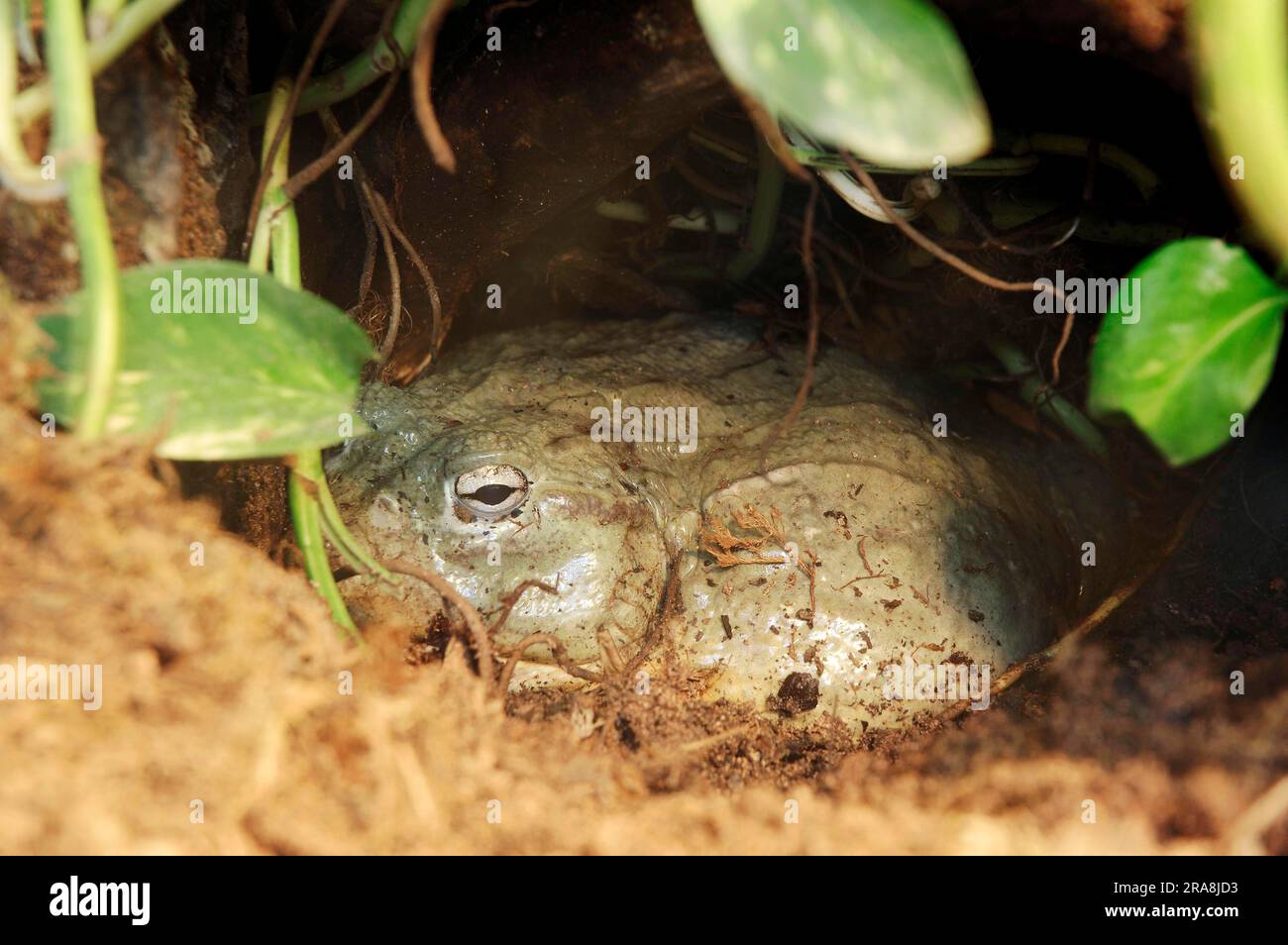 African Bullfrog (Pyxicephalus adspersus) (Rana adspersa Stock Photo ...