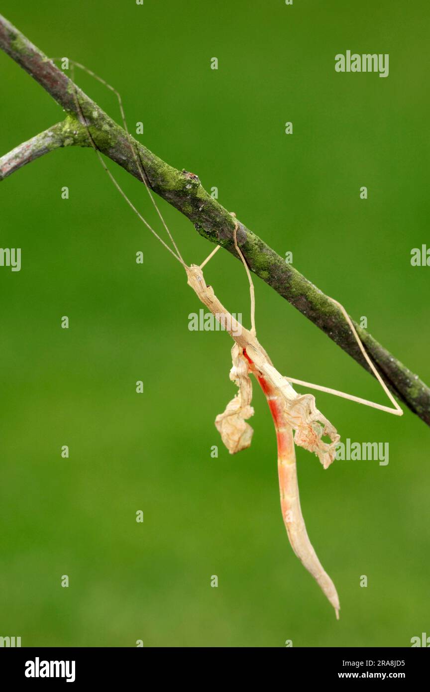 Winged pink winged stick insect (Sipyloidea sipylus), moulting, stick ...