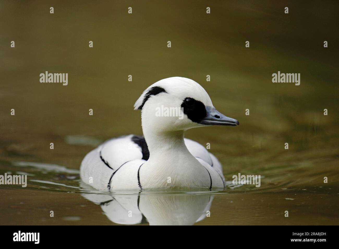 Smew (Mergus albellus), male (Merellus albellus Stock Photo - Alamy