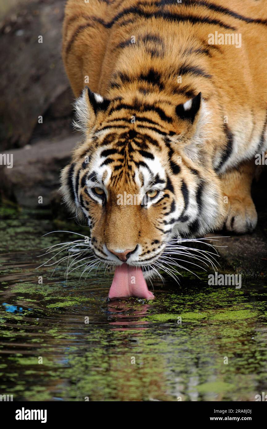 Siberian tiger (Panthera tigris altaica), tongue Stock Photo - Alamy