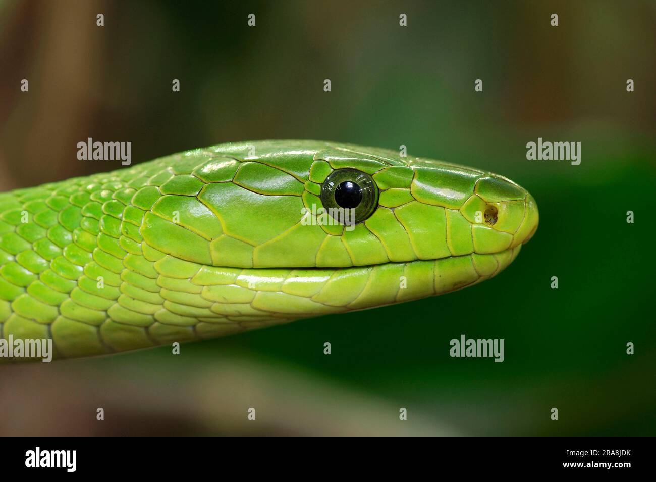 Leafy green mamba, common mamba (Dendroaspis angusticeps), lateral view ...