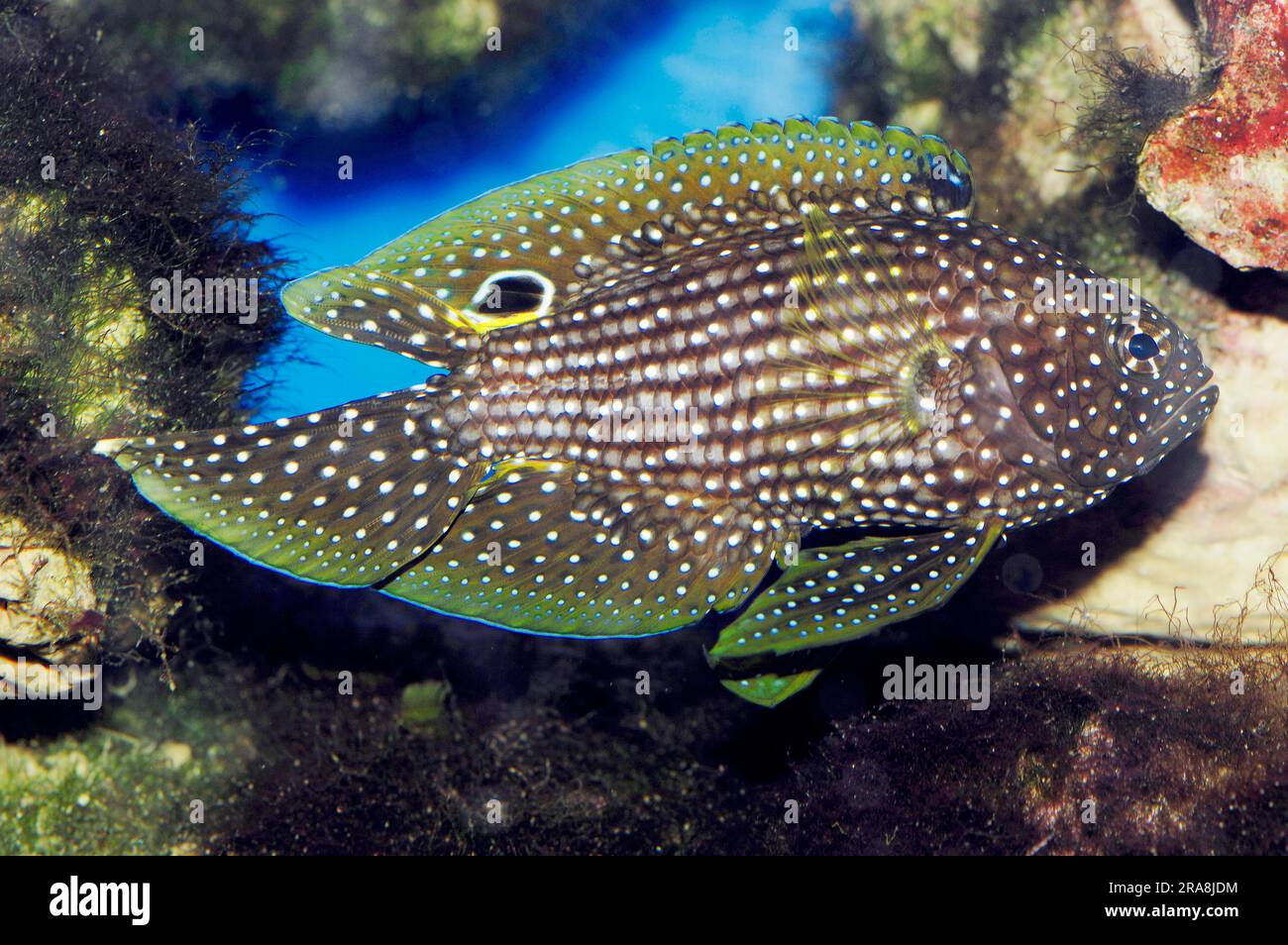 Eye-spotted miracle perch, peacock-eyed miracle perch (Calloplesiops ...