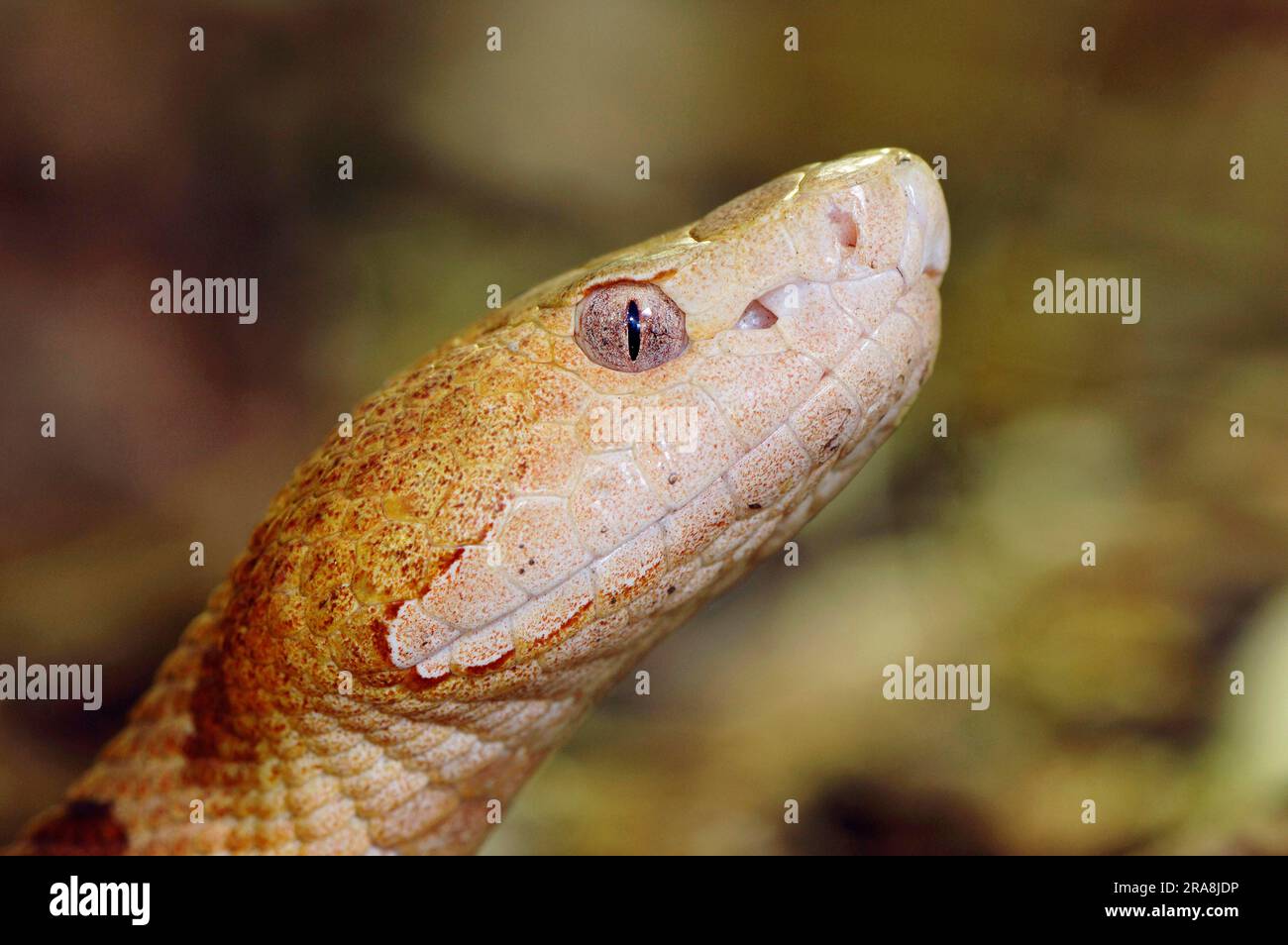 American copperhead hi-res stock photography and images - Alamy