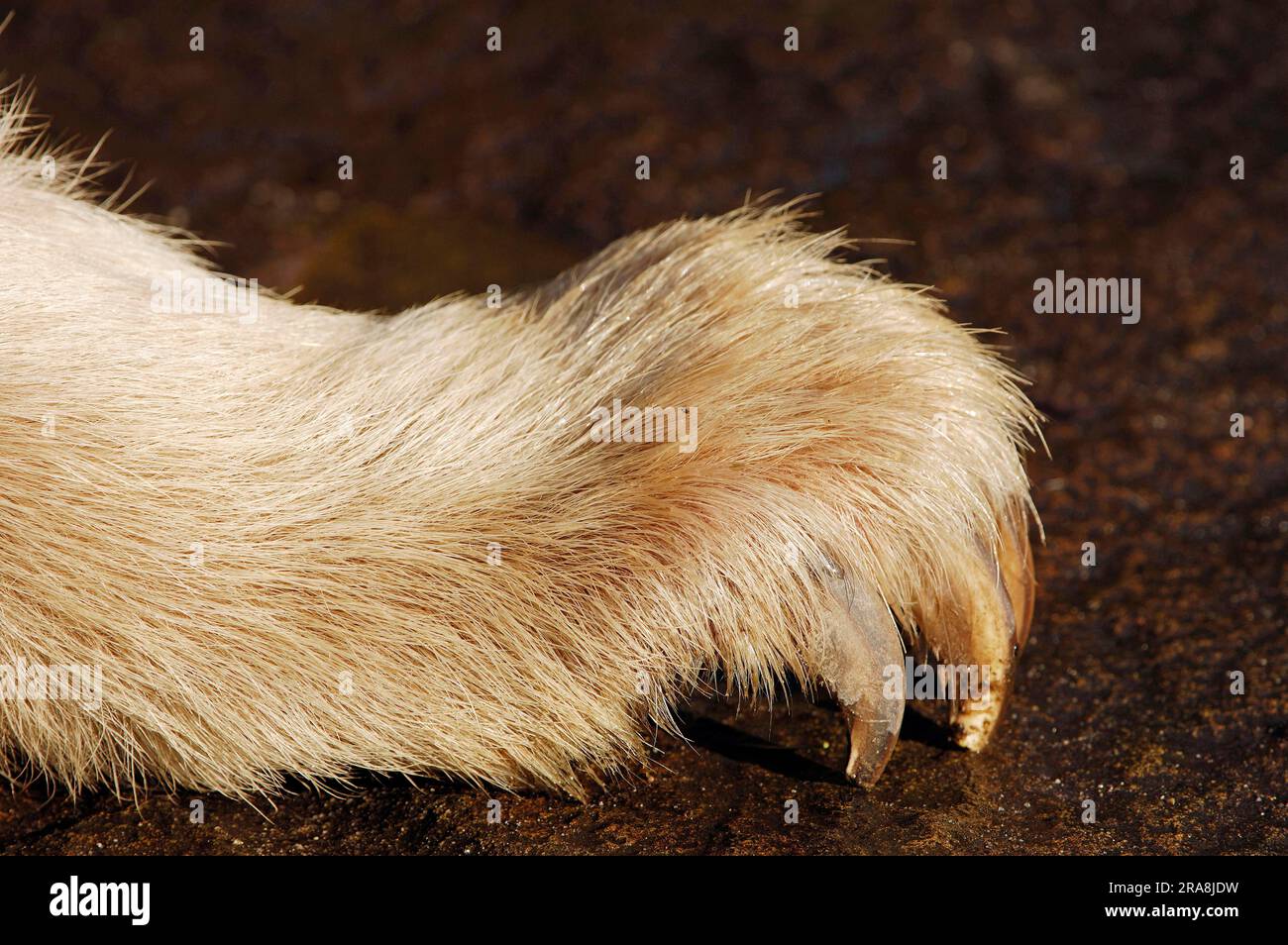 Syrian Brown Bear (Ursus arctos syriacus), paw, claws Stock Photo - Alamy