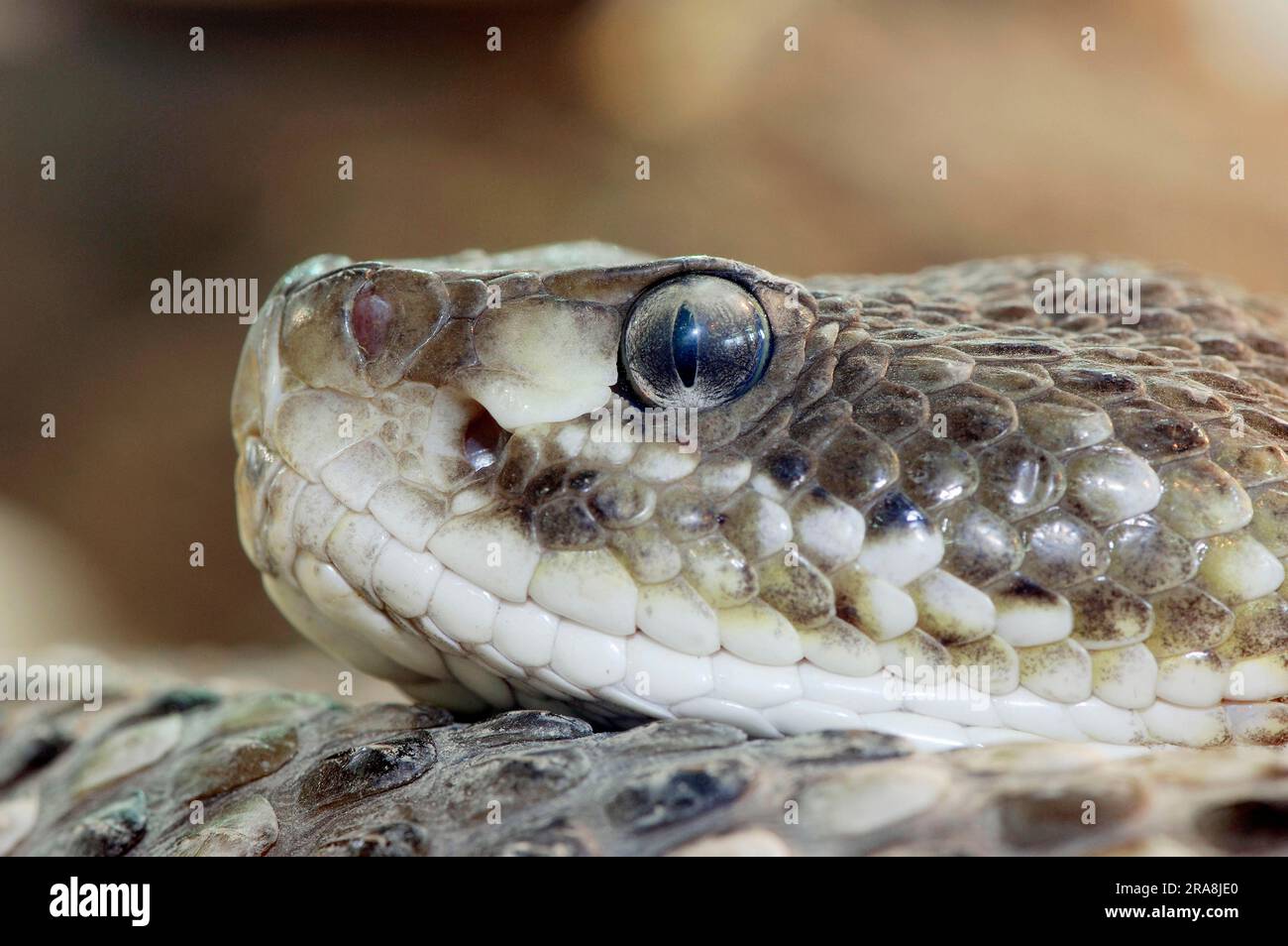 Basilisk Rattlesnake (Crotalus basiliscus), West-coast Rattlesnake ...