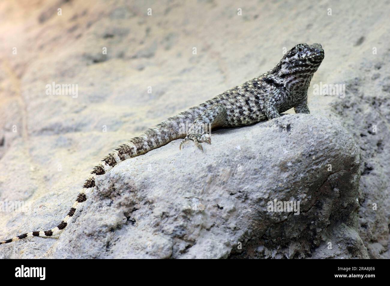 Northern ring-tailed lizard (Leiocephalus carinatus Stock Photo - Alamy
