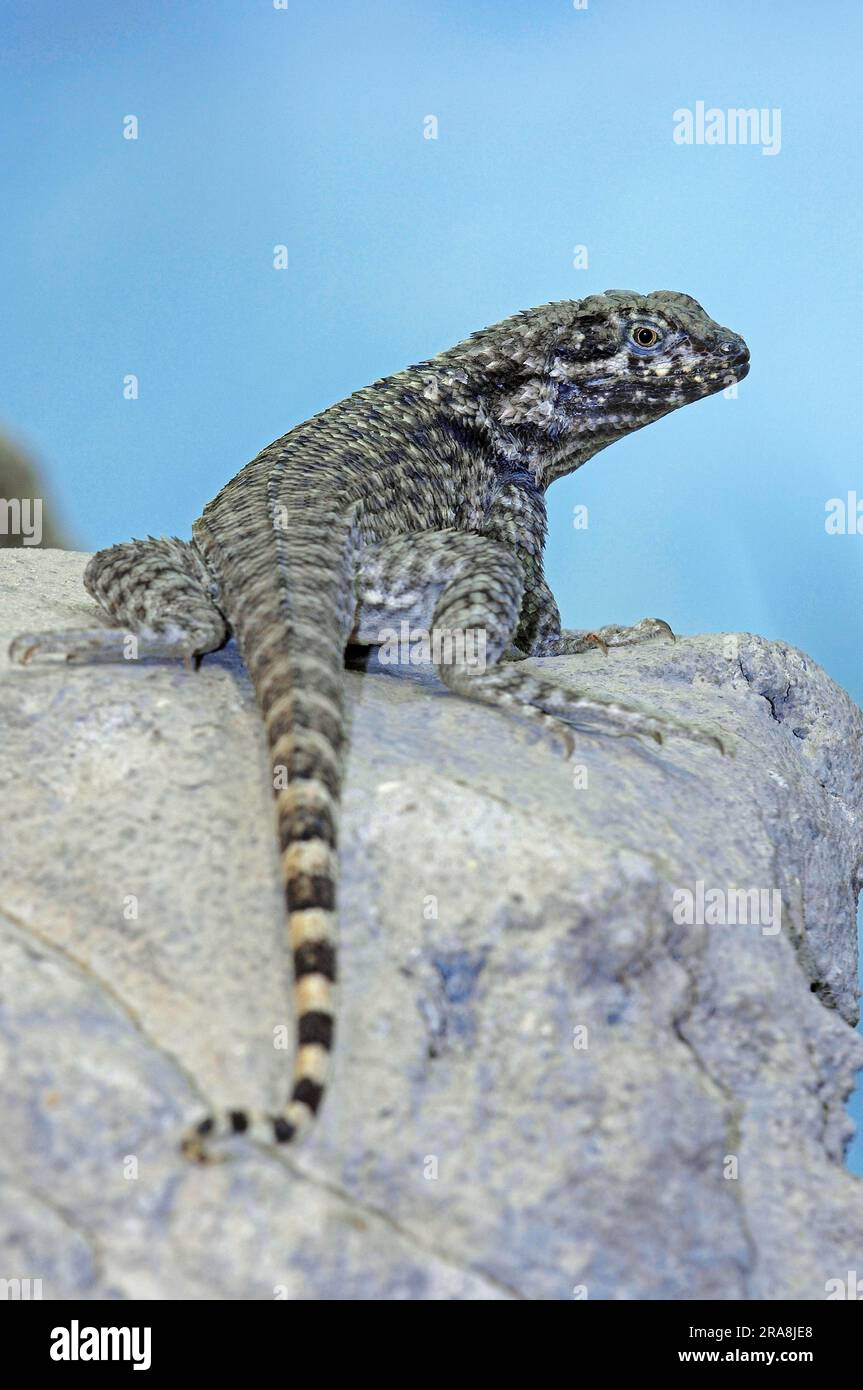 Northern ring-tailed lizard (Leiocephalus carinatus Stock Photo - Alamy