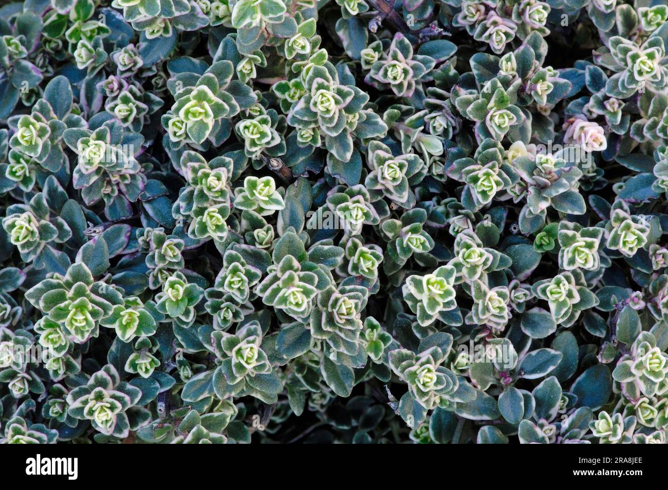 Lemon thyme (Thymus citriodorus) 'Silver Queen Stock Photo - Alamy