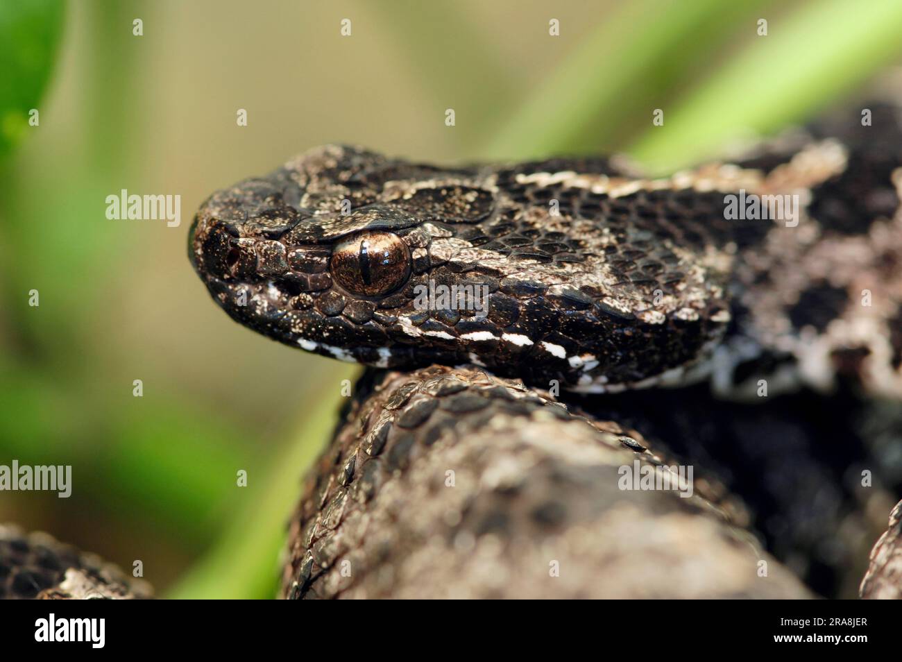 Pygmy Rattlesnake (Sistrurus miliarius barbouri Stock Photo - Alamy
