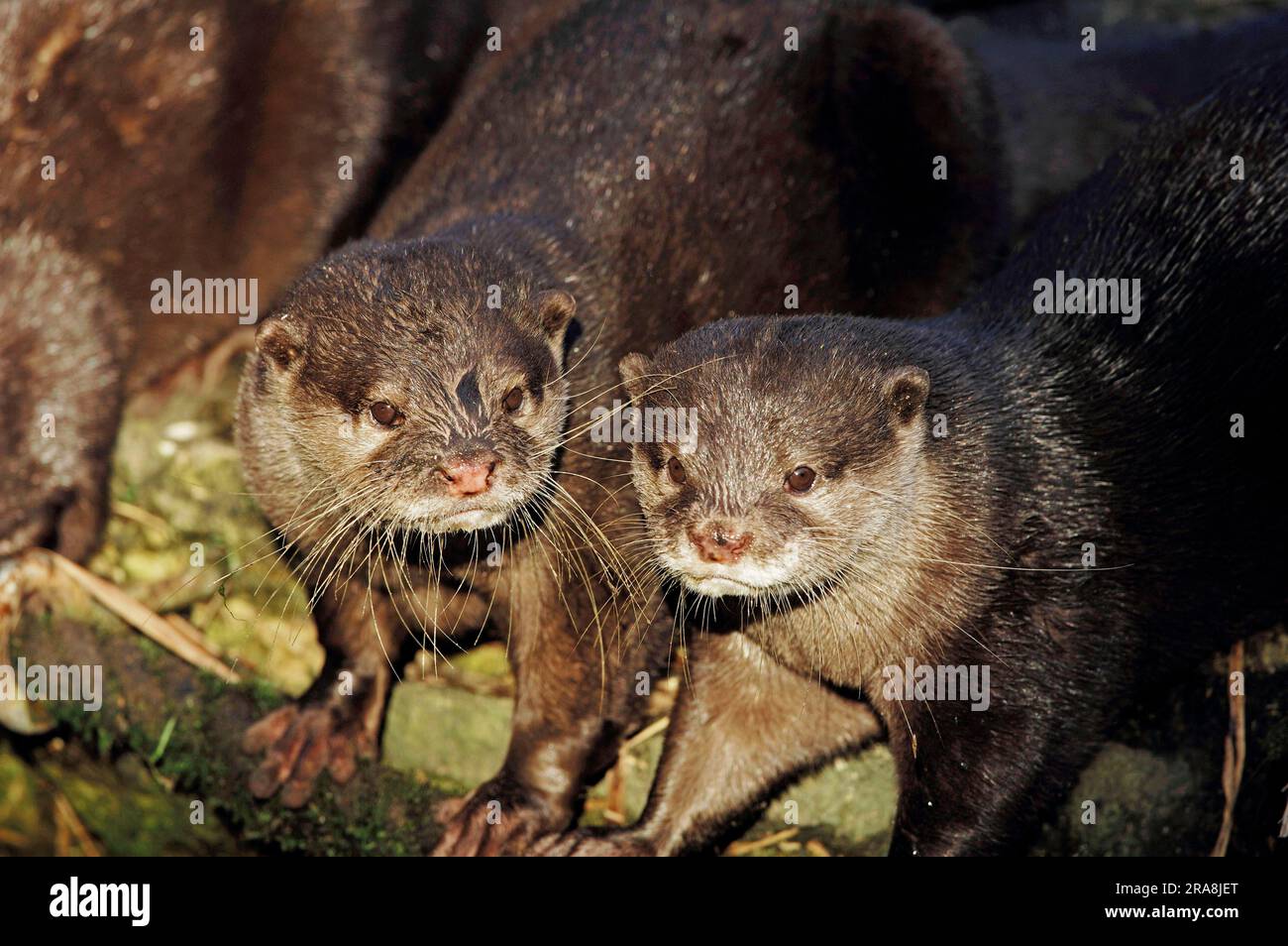 Asian Small Clawed Otter (Aonyx cinerea), Oriental Short-Clawed Otter, Oriental Small Clawed ...