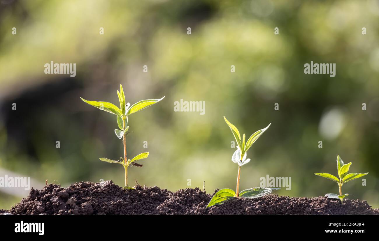 the Plants growing from the rich soil to the morning sunlight that is ...