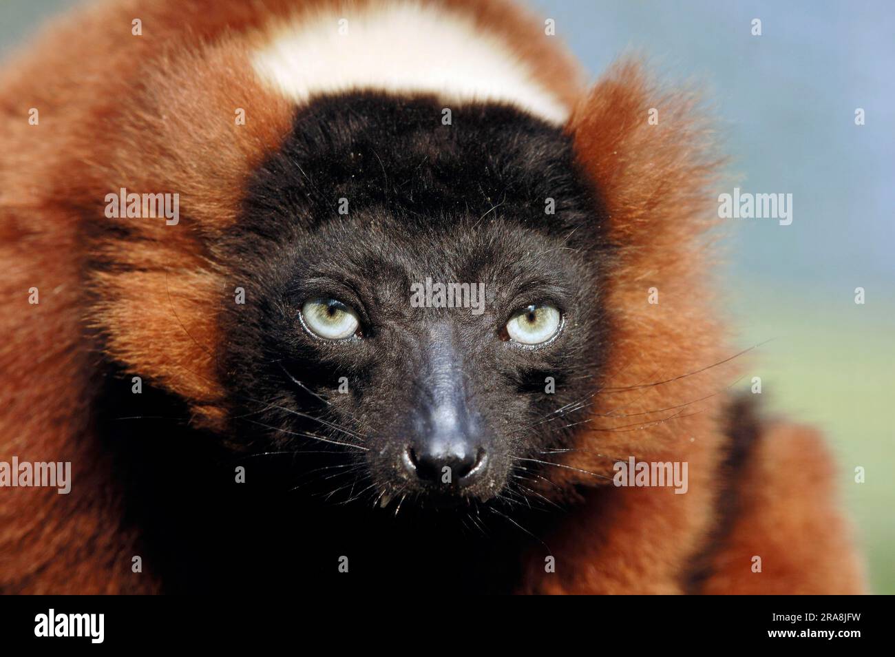 Red frilled lemur (Varecia variegata rubra Stock Photo - Alamy