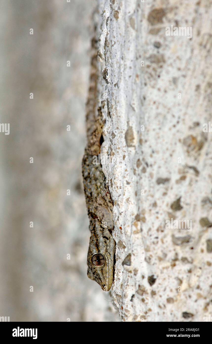 Young Moorish Gecko, Provence, Southern France, Moorish Wall Gecko ...