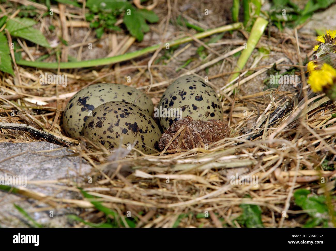 Recurvirostra avosetta eggs hi-res stock photography and images - Alamy
