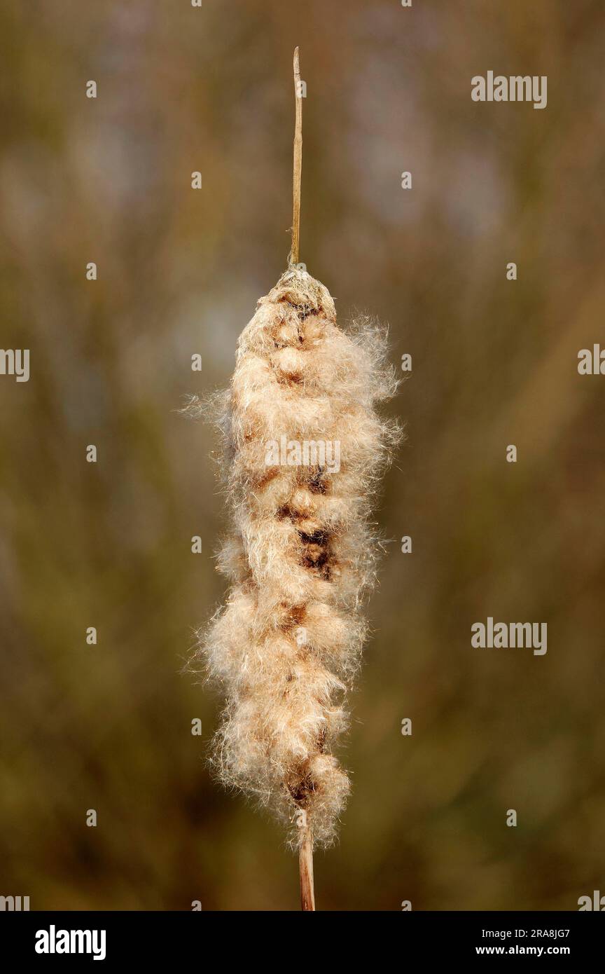 Common Cattail (Typha latifolia), North Rhine-Westphalia, Germany, Reed ...