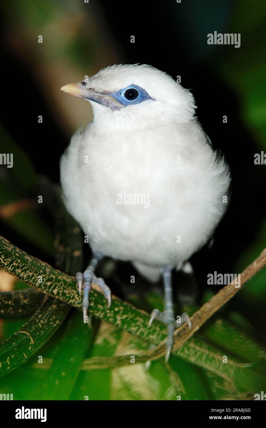 Bali myna, Bali star, Rothschild mynah, Bali mynah (Leucopsar ...