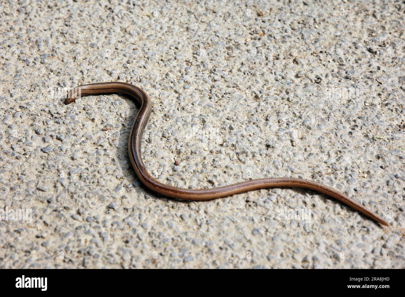Slow worm (Anguis fragilis), Provence, southern France, exposable Stock ...